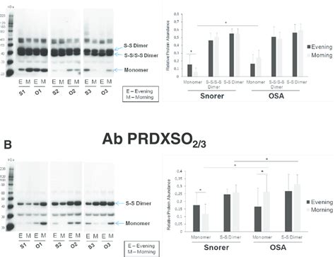 western blot validation of 2dige proteomics data indicating