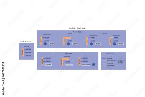 Diagram Showing Classification Of Lipids Storage Lipids Membrane