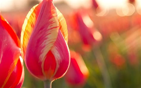 배경 화면 핑크 튤립 꽃 백라이트 1920x1440 그림 이미지