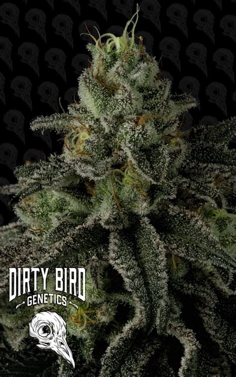 Sex Melon Deep Green Genetics