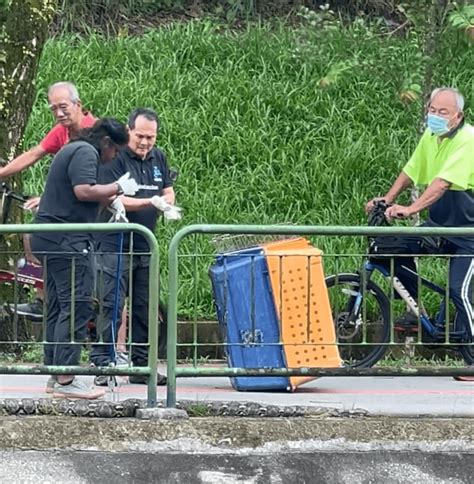 Huge Python Spotted Chilling Along Footpath At Ulu Pandan Rescued By Acres