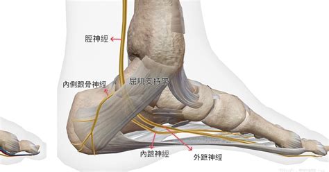 五德物理治療所 以為是坐骨神經痛，原來是跗骨隧道症候群 一位年約50歲的女性，主訴左腳踝內側及足底會有麻木感及針刺感，冬天時赤腳踩地左腳明顯比右腳感覺不同，下班後症狀會加劇，坐著與躺著時