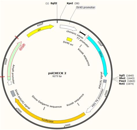 Psicheck 2荧光素酶报告系统质粒circrna、3utr、mirna功能研究载体， 报告基因质粒 真核质粒 产品展示 上海海吉浩格生物科技有限公司