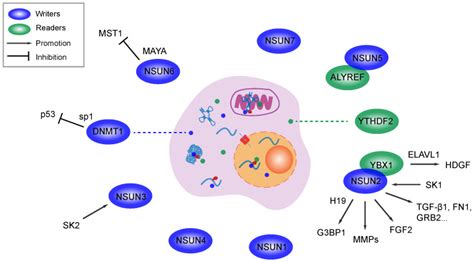The Role Of RNA M C Modification In Cancer Metastasis Abstract Europe PMC