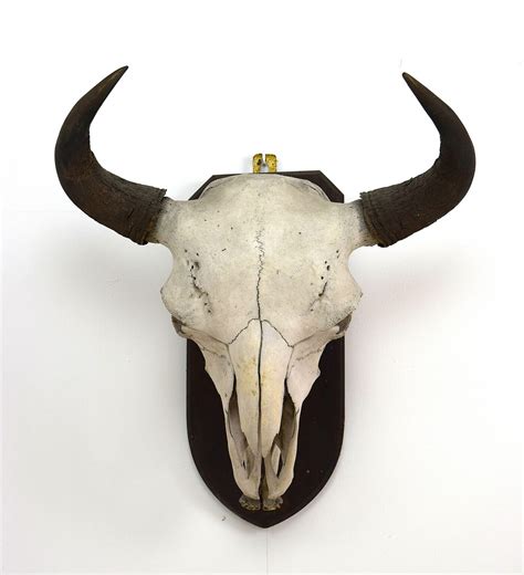 Skull And Horns American Bison Bespoke Taxidermy