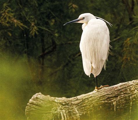 Maitres Des Lieux De Sylvain Caillot Festival De La Camargue