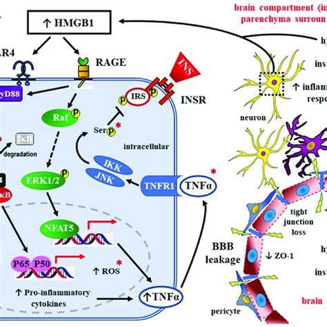 Increased Hmgb1 Expression In The Brain Micro Vessels Of Type 2 Dm Download Scientific Diagram
