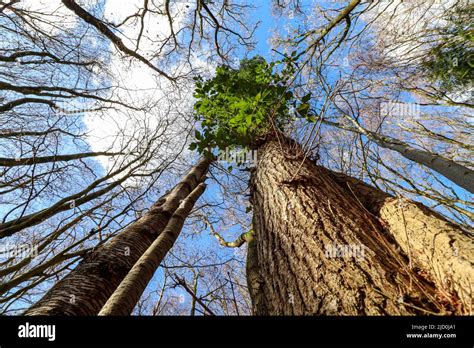 Tree Top View Stock Photo Alamy