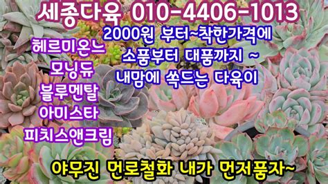 다육이 쇼핑 🛍 이왕이면 착한가격에 건강하고 예쁘고 사이즈도 딱 맞으면~득템 이죠~🌸세종다육 010 4406 1013 245