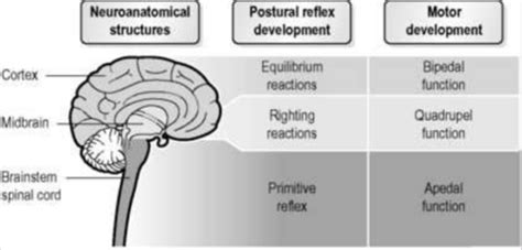 Motor Control Theories Flashcards Quizlet