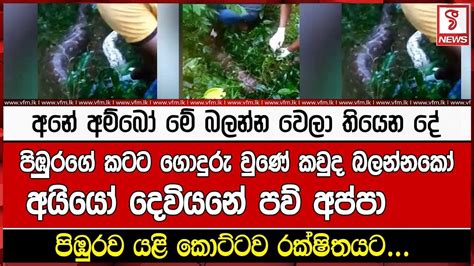 පිඹුරගේ කටට ගොදුරු වුණේ කවුද බලන්නකෝ අයියෝ දෙවියනේ පව් අප්පා Youtube