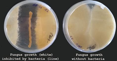 Scientists From The Volcani Center Are Volcani Institute