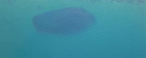 Herring Migration In Prince William Sound Prince William Sound Science Center