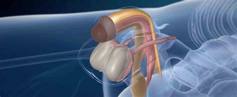 What Happens In Male To Female Sex Reassignment Surgery PS Love