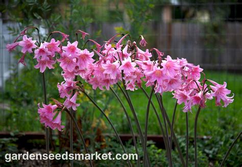 Amaryllis belladonna 저지 릴리 대형 패키지 10 PC belladonna lily naked lady