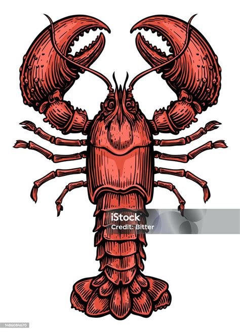 흰색 배경에 분리된 빨간색 가재 벡터 그림 신선한 해산물 가재 강에 대한 스톡 벡터 아트 및 기타 이미지 강 게 랍스터