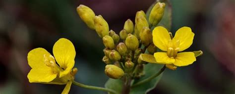 La Adelfa Amarilla O Thevetia Peruviana Greenthia