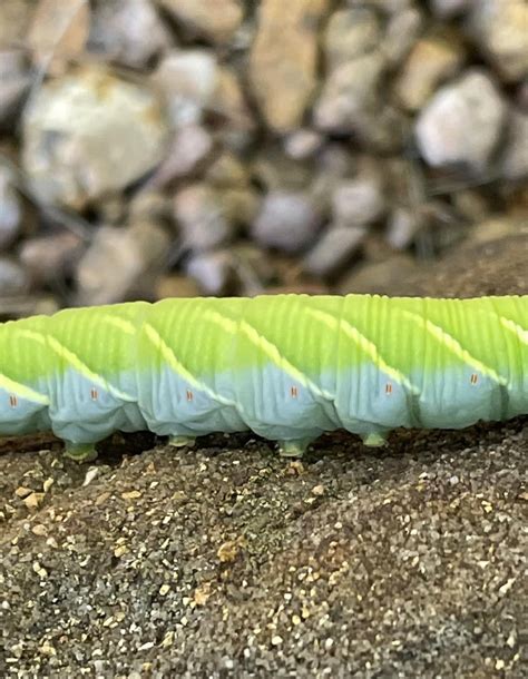 Waved Sphinx R Caterpillars
