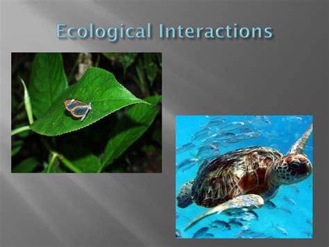 Ppt Ecological Interactions Powerpoint Presentation Free Download
