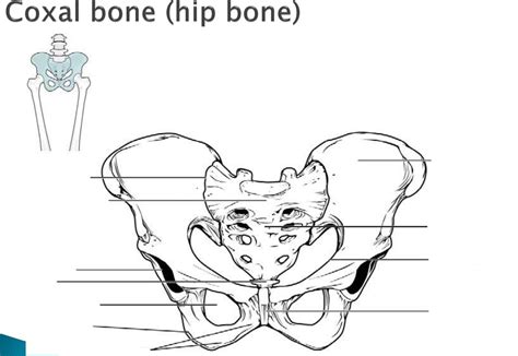 Hip Bone Diagram Quizlet