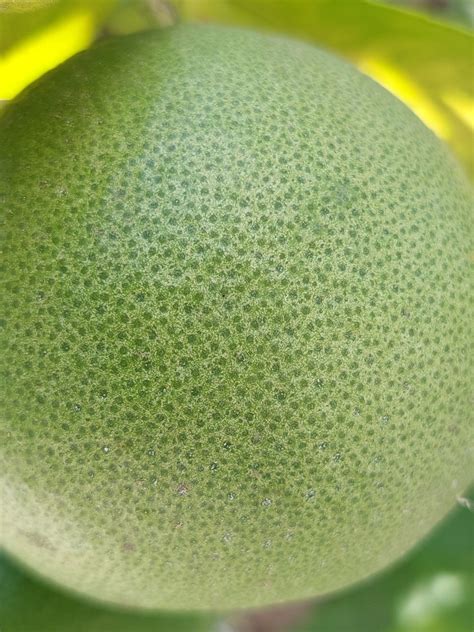 Jeruk Nipis Lemon Hijau Foto Gratis Di Pixabay Pixabay