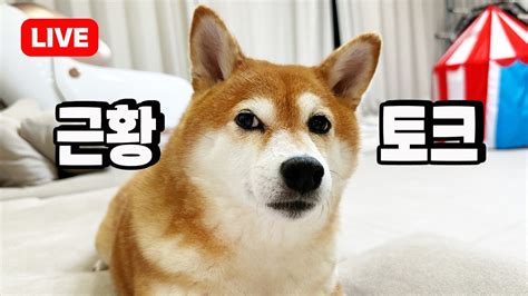 귀여운 시바견 곰탱여우와 함께하는 라이브 힐링방송 Youtube