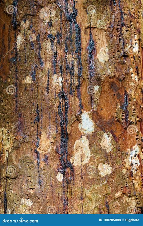 Abstract Bark Tree Background Raster Bitmap Concept Pattern Royalty Free Stock Photo