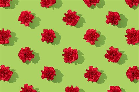 선명한 녹색 배경에 꽃 붉은 카네이션 꽃으로 만든 꽃 무늬 창조적 인 봄 이나 여름 레이아웃 햇볕이 잘 드는 그림자 카네이션에