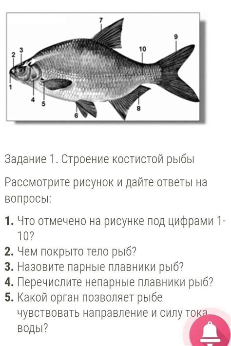 Задание 1 строение костистой рыбырассмотрите рисунок и дайте ответы на вопросы что отмечено на