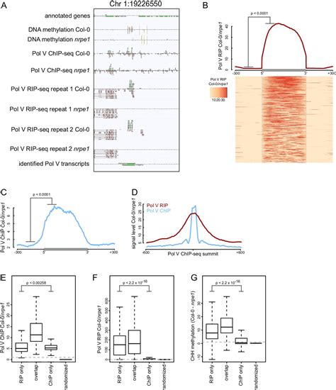 Figures And Data In Long Non Coding Rna Produced By Rna Polymerase V Determines Boundaries Of Figures And Data In Long Non Coding Rna Produced By Rna Polymerase V Determines Boundaries Of