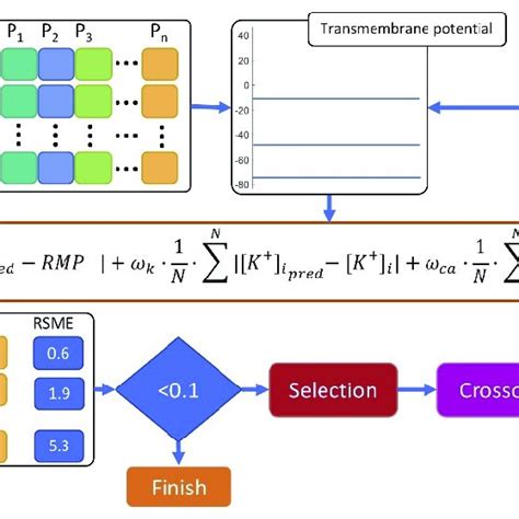 Scheme Of The Genetic Algorithm Available In Vitro Data Were Used As