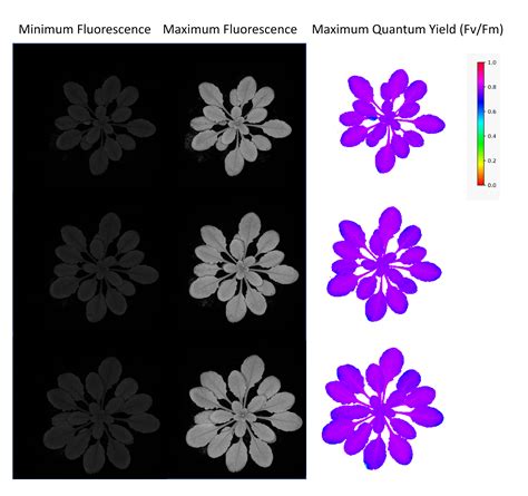 Early Pilot Projects Yield Unique Datasets For Characterizing Plant Phenotypes WSU Plant