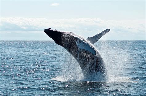 Using Pgvector To Supercharge Vector Operations In Postgresql A Python