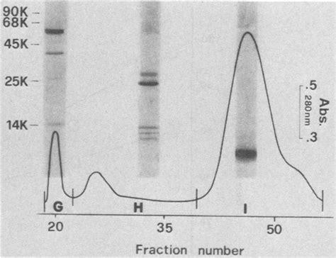 Elution Profile Obtained For Sephadex G 50 Chromatographic Separation