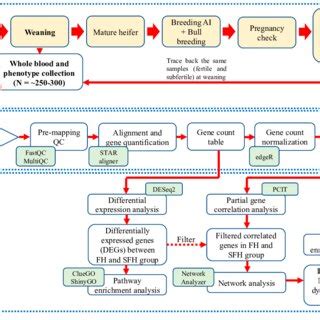 Experimental Design And The Bioinformatics Workflow Of The Study Download Scientific Diagram
