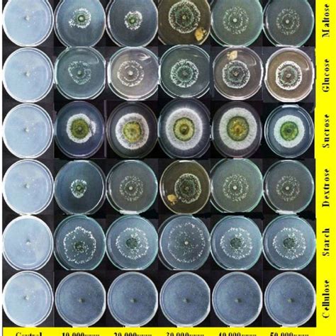 Growth Of Trichoderma Harzianum On Media Amended With Different Download Scientific Diagram