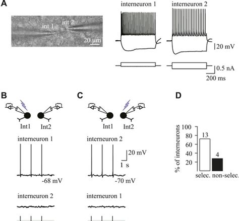 Figures And Data In Interneurons And Oligodendrocyte Progenitors Form A Structured Synaptic