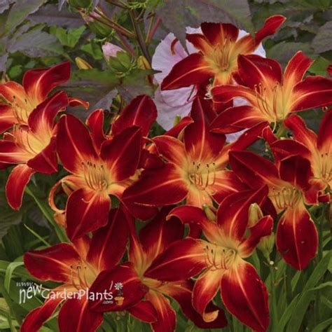 Hemerocallis Ruby Spider Daylily New Garden Plants