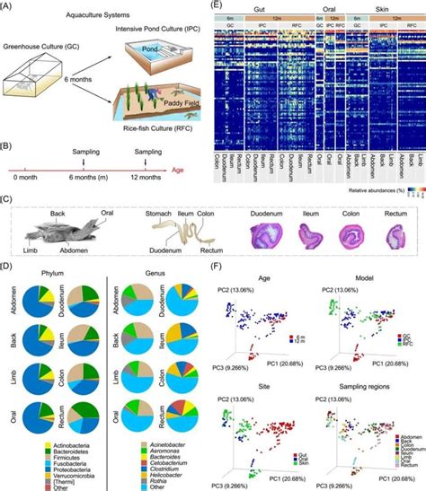 跟着imeta学做图|ggplot2绘制多个饼图展示菌群物种组成 知乎 跟着imeta学做图|ggplot2绘制多个饼图展示菌群物种组成 知乎