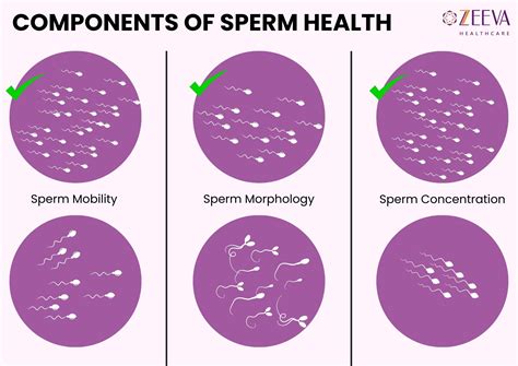 8 Foods That Increase Sperm Count & 5 Foods That Lower It!