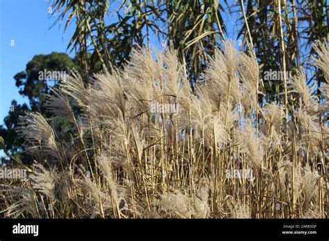 Different Varieties Of Grass At Kew Gardens UK Stock Photo Alamy