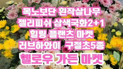 헬로우가든마켓🌳목노보단흰작살나무흰삭소롬신품종삭소롬 블루시티오렌지구절초젤리피쉬삼색국화 21행사황금좀마삭카피르라임무늬극락조스키스마 글로티스왈리치골드더스트🌳