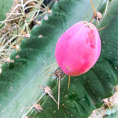 Peruvian Apple Cactus Cereus Peruvianus Repandus Wellspring Gardens