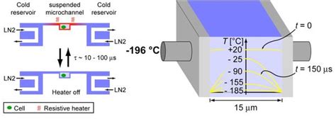 Microfluidic Cryo Fixation Of Biomass E G Cells Flagella Cilia Or Proteins For In