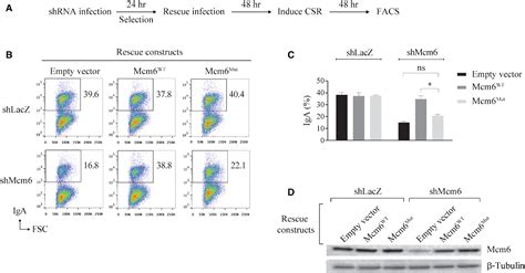 Figure 4 From Dna Replication Origins In Immunoglobulin Switch Regions Regulate Class Switch