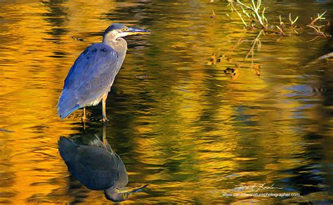 Ponds, Marshes and Wetlands offer a Variety of Photographic ...