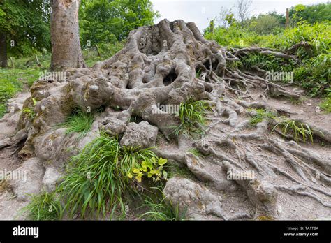 Tree Roots Above Ground Hi Res Stock Photography And Images Alamy