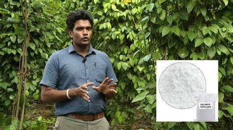 ගම්මිරිස් බෝගයට පෝෂණය ලබාදීම Youtube