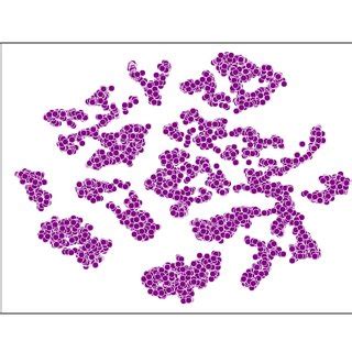T SNE Visualisations Of The Soft Embeddings Download Scientific Diagram
