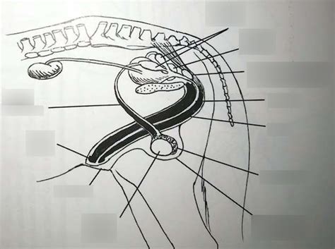 A P Reproductive System Male Diagram Quizlet